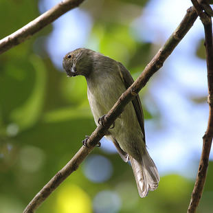fruxu-do-cerradão (Neopelma pallescens) | WikiAves - A Enciclopédia das ...