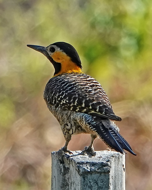 Foto pica-pau-do-campo (Colaptes campestris) Por Albino Paiva | Wiki ...