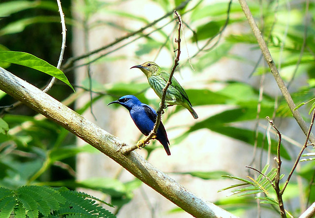 Foto saí-de-perna-amarela (Cyanerpes caeruleus) Por Mel Simas | Wiki Aves - A Enciclopédia das ...