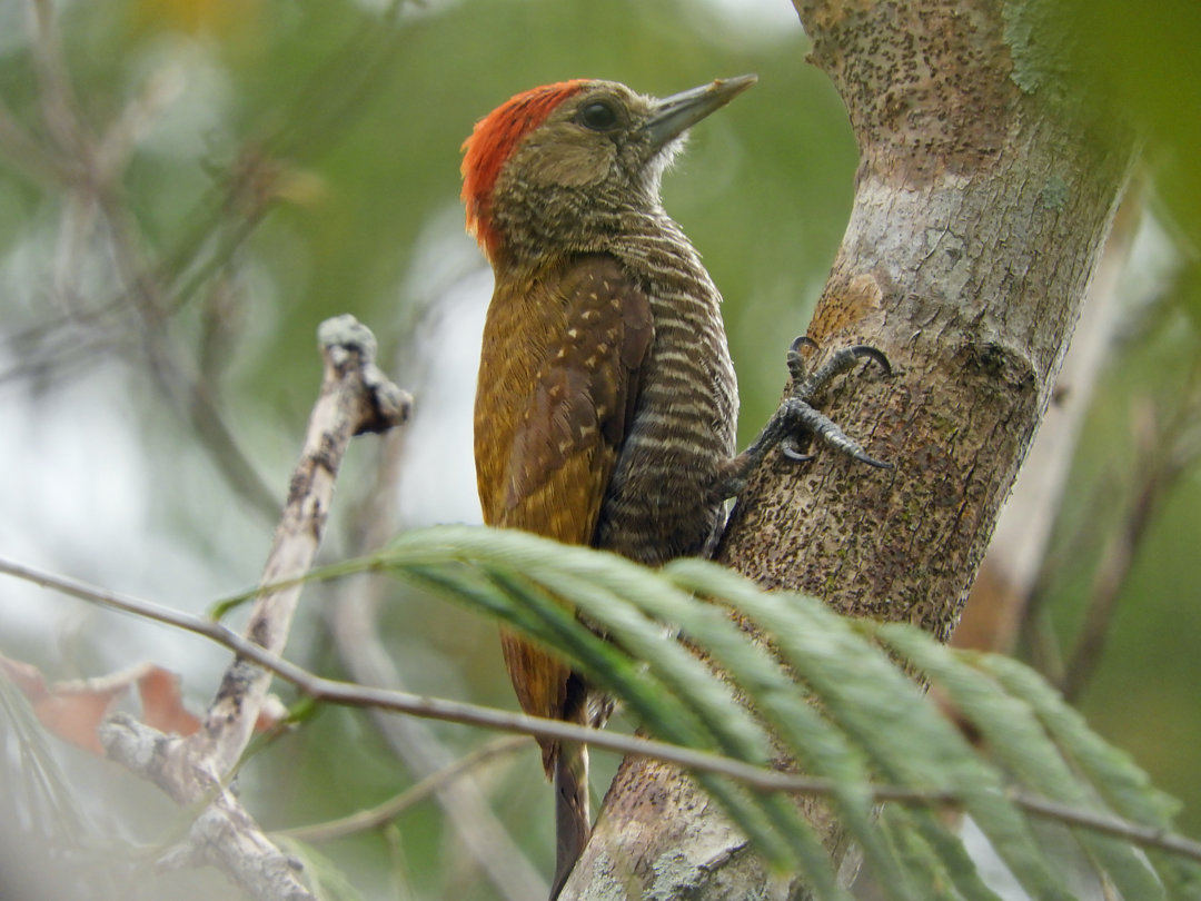 Foto pica-pau-pequeno (Veniliornis passerinus) Por Antunes Lima (Tuny ...