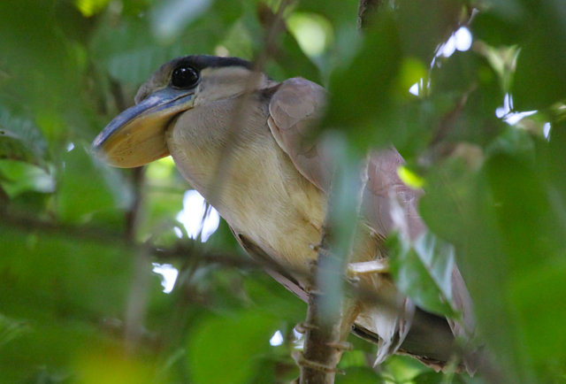 Foto arapapá (Cochlearius cochlearius) Por Francisco Boiani | Wiki Aves ...