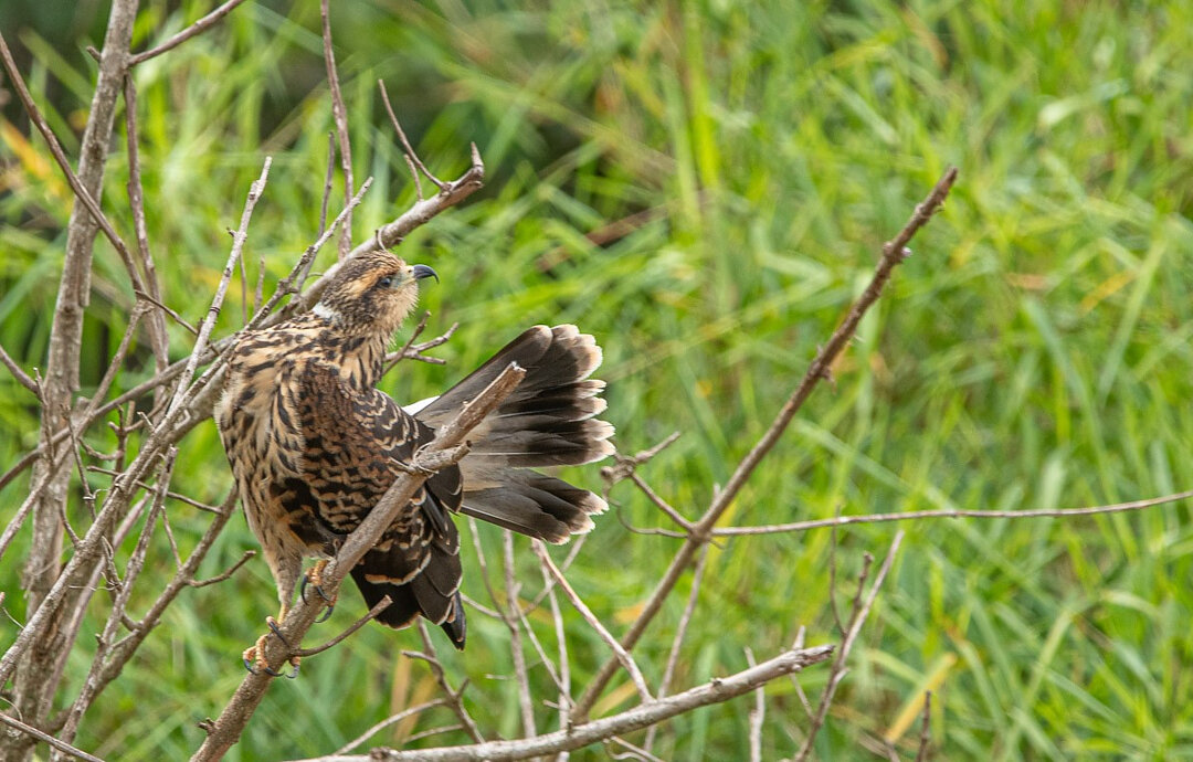 Foto gavião-caramujeiro (Rostrhamus sociabilis) Por José Pireni | Wiki ...
