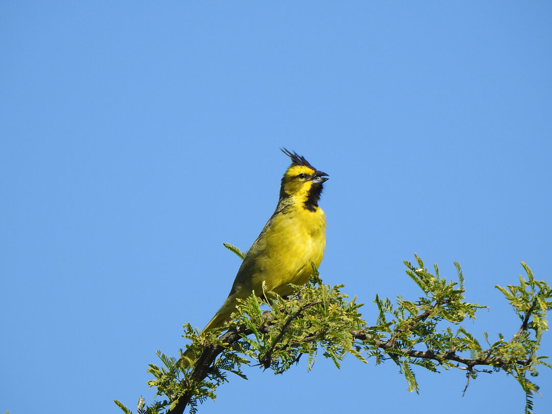 Foto cardeal-amarelo (Gubernatrix cristata) Por Luis Esmerino | Wiki ...