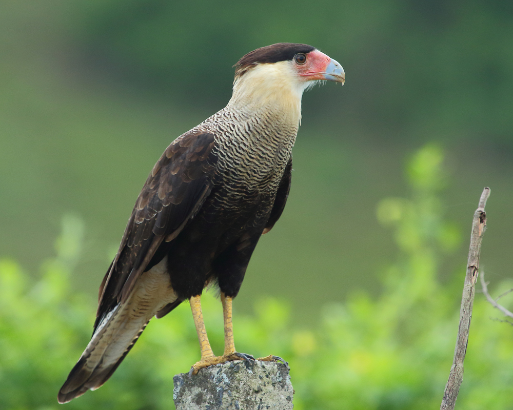 Foto carcará (Caracara plancus) Por Gilvan Moreira | Wiki Aves - A ...