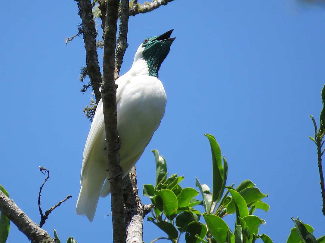 Foto araponga (Procnias nudicollis) Por Luísa Garcia | Wiki Aves - A ...