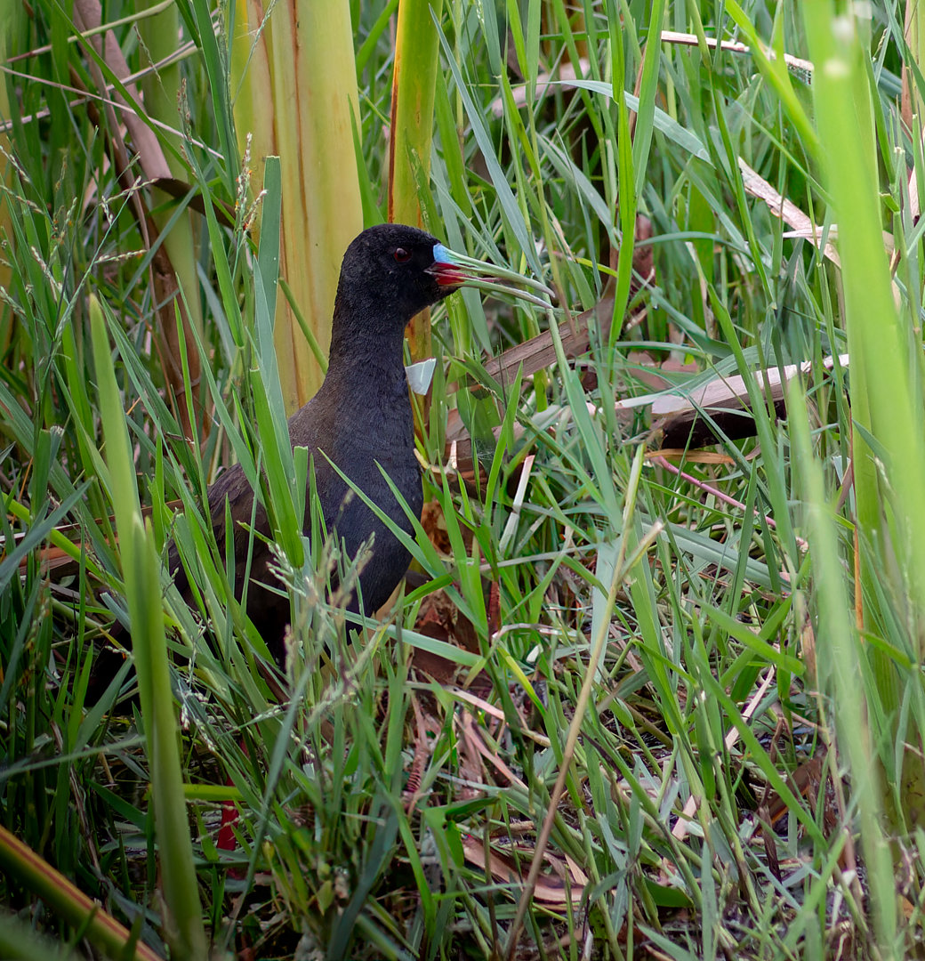 Foto saracura-do-banhado (Pardirallus sanguinolentus) Por Enéas G. Junior | Wiki Aves - A ...
