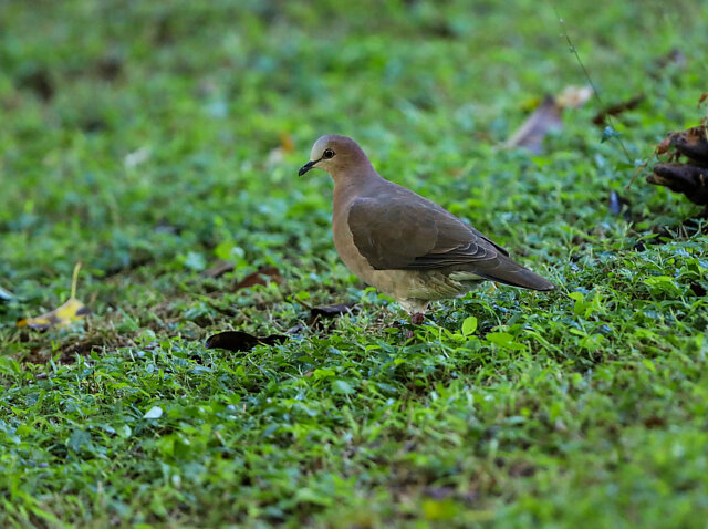 Foto juriti-de-testa-branca (Leptotila rufaxilla) Por Claudio Furini ...