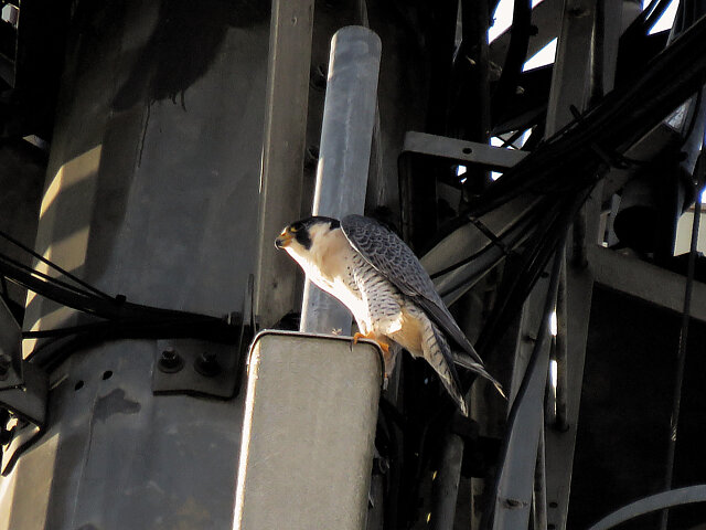 Foto falcão-peregrino (Falco peregrinus) Por Jairo Silva | Wiki Aves ...