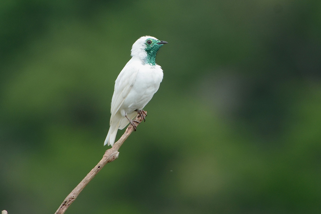 Foto araponga (Procnias nudicollis) Por Rudimar Cipriani | Wiki Aves ...