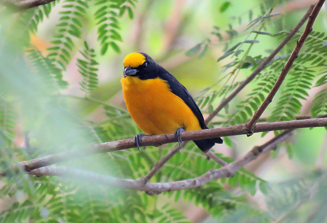 Foto gaturamo-de-bico-grosso (Euphonia laniirostris) Por Nicky Czaban ...