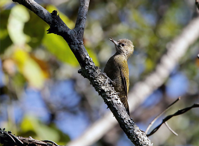 Foto pica-pau-pequeno (Veniliornis passerinus) Por Jayrson Araújo ...