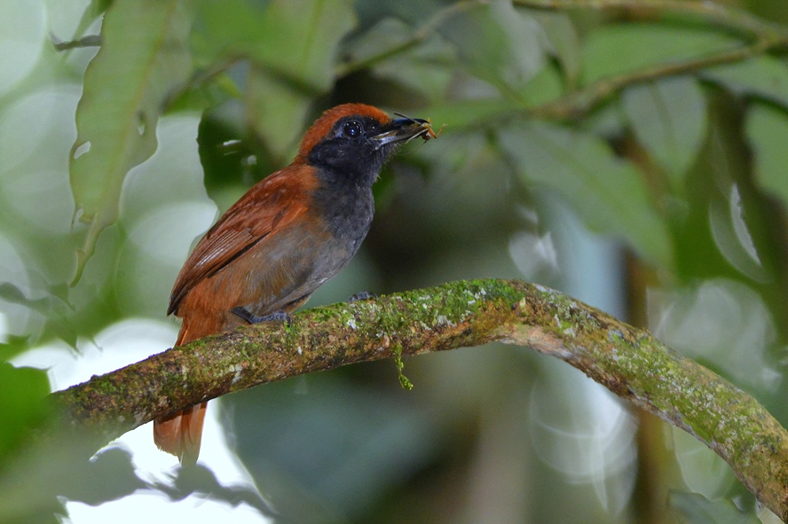 Foto choca-de-cauda-pintada (Thamnophilus melanothorax) Por Kurazo ...