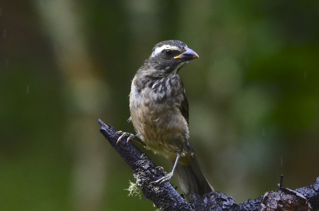 Foto trinca-ferro (Saltator similis) Por Ronaldo Koloszuk | Wiki Aves ...