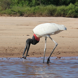 tuiuiú (Jabiru mycteria) | WikiAves - A Enciclopédia das Aves do Brasil