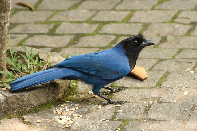 Foto gralha-azul (Cyanocorax caeruleus) Por Douglas Alencar Gass | Wiki ...