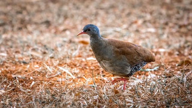 Foto inhambu-chororó (Crypturellus parvirostris) Por Moacir dos Santos ...