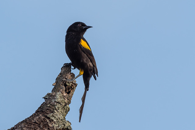 Foto encontro (Icterus pyrrhopterus) Por Eugênio Oliveira | Wiki Aves ...