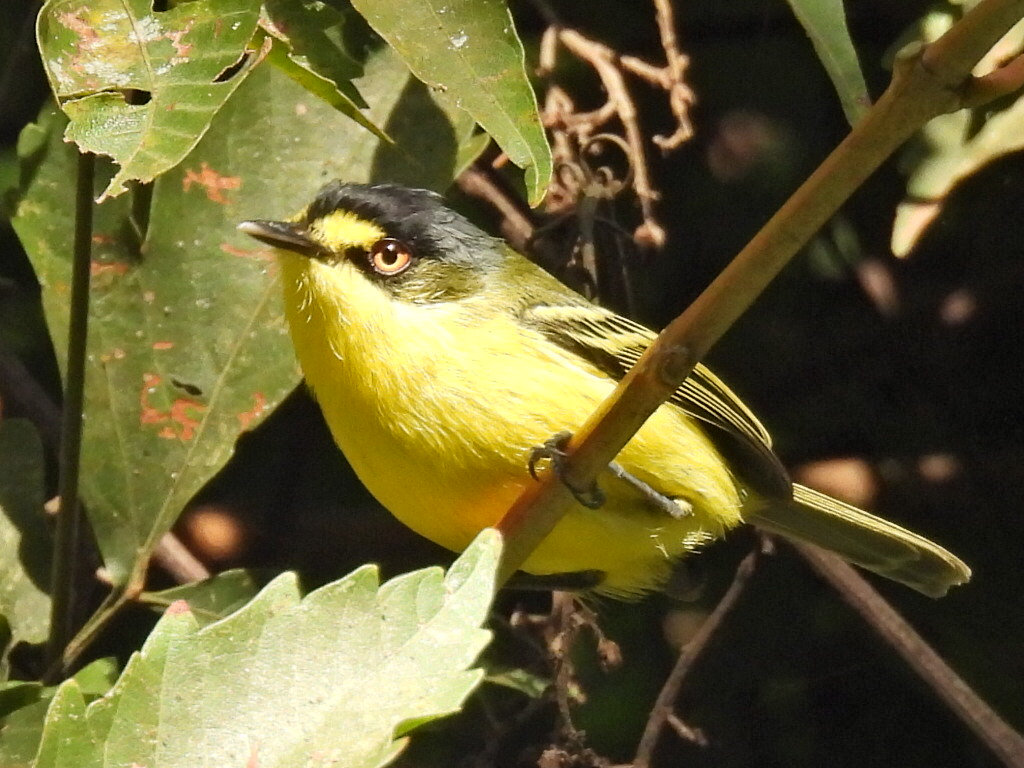 Foto teque-teque (Todirostrum poliocephalum) Por Cláudio Consonni ...