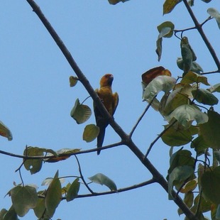 cacaué (Aratinga maculata) | WikiAves - A Enciclopédia das Aves do Brasil