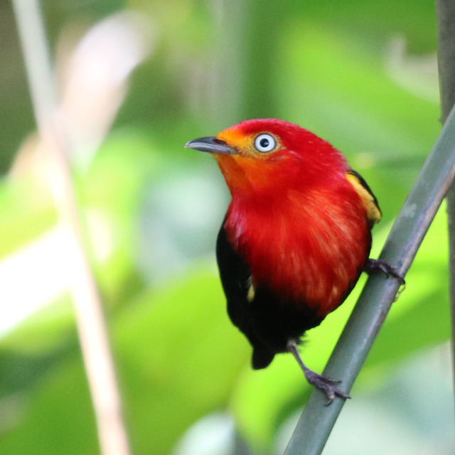 Foto uirapuru-vermelho (Pipra aureola) Por Henrique Langenegger | Wiki ...