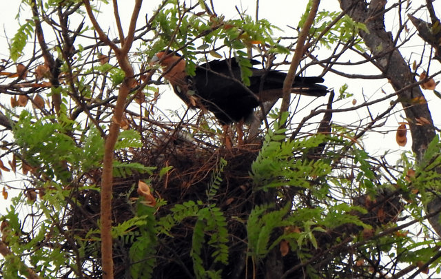 Foto carcará (Caracara plancus) Por Kris Rodrigues | Wiki Aves - A ...