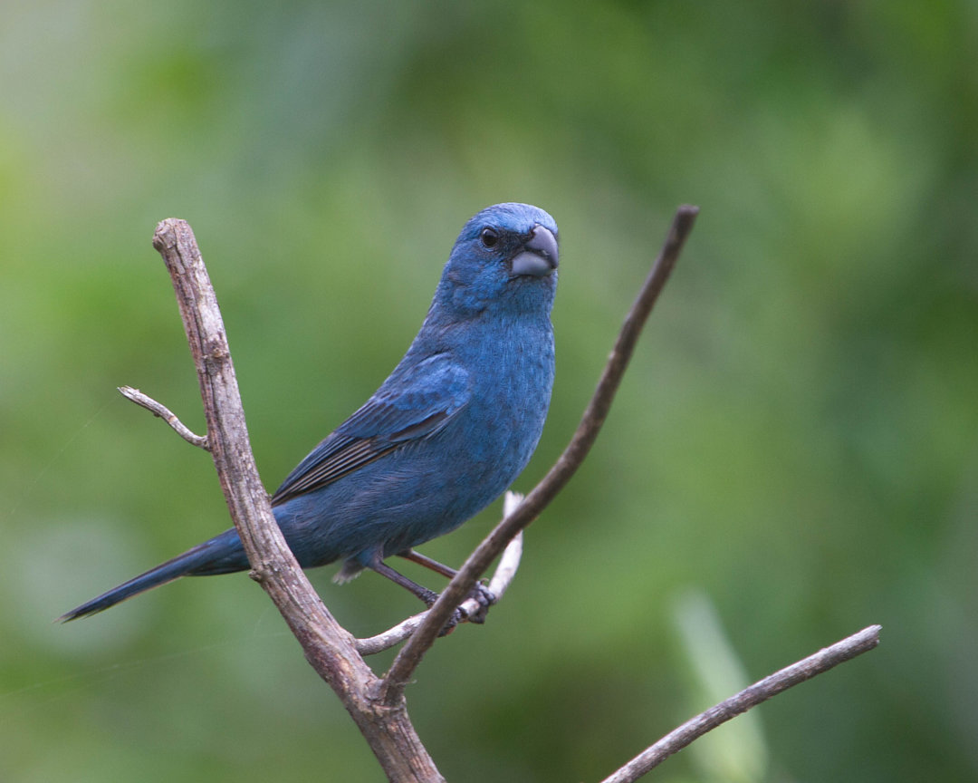 Foto azulinho (Cyanoloxia glaucocaerulea) Por Osmar Slompo | Wiki Aves ...