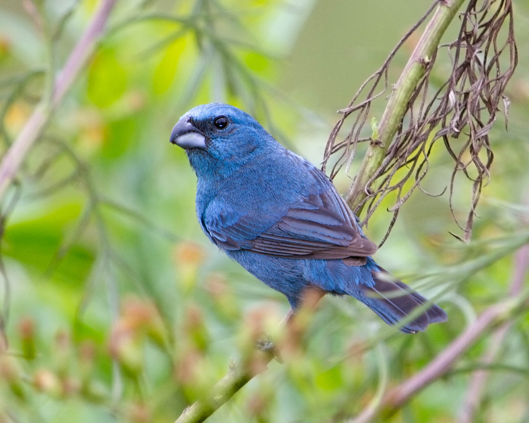 Foto azulinho (Cyanoloxia glaucocaerulea) Por Osmar Slompo | Wiki Aves ...