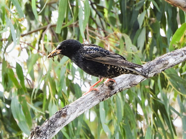Foto estorninho (Sturnus vulgaris) Por Felipe C. Quadros | Wiki Aves ...