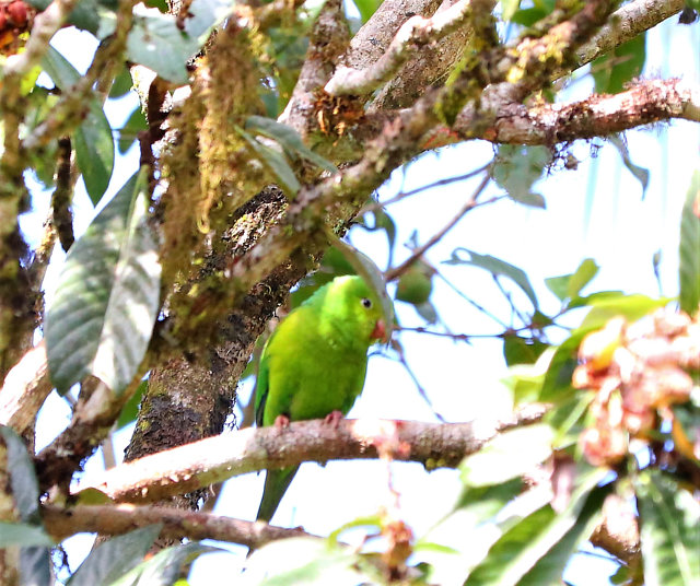 Foto periquito-rico (Brotogeris tirica) Por Renata Hajjar | Wiki Aves ...