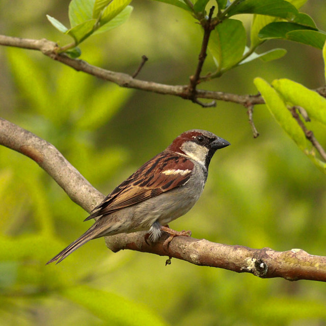 Foto pardal (Passer domesticus) Por Luiz Moura | Wiki Aves - A ...