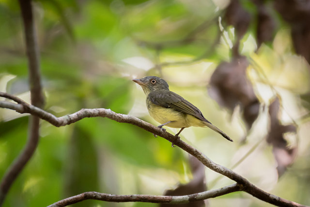 Foto fruxu-do-carrasco (Neopelma chrysocephalum) Por Priscilla Diniz ...