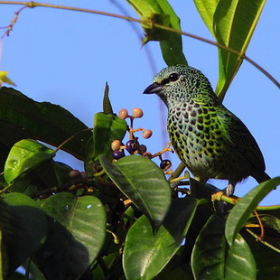 saíra-negaça (Tangara punctata) | WikiAves - A Enciclopédia das Aves do ...