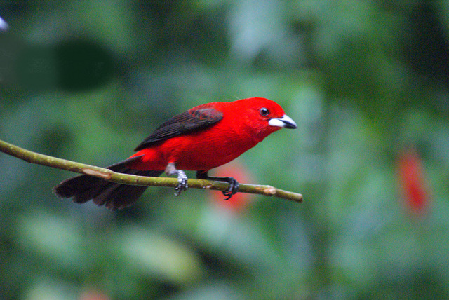 Foto tiê-sangue (Ramphocelus bresilia) Por Ivan Angelo | Wiki Aves - A ...