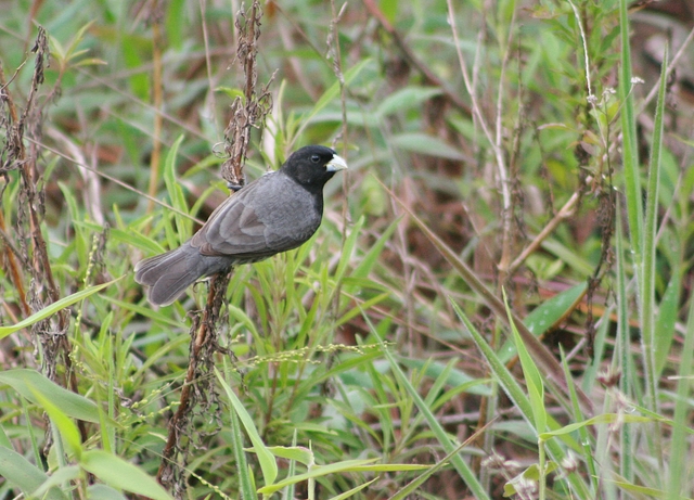 Foto papa-capim-de-costas-cinza (Sporophila ardesiaca) Por Paulo Couto ...