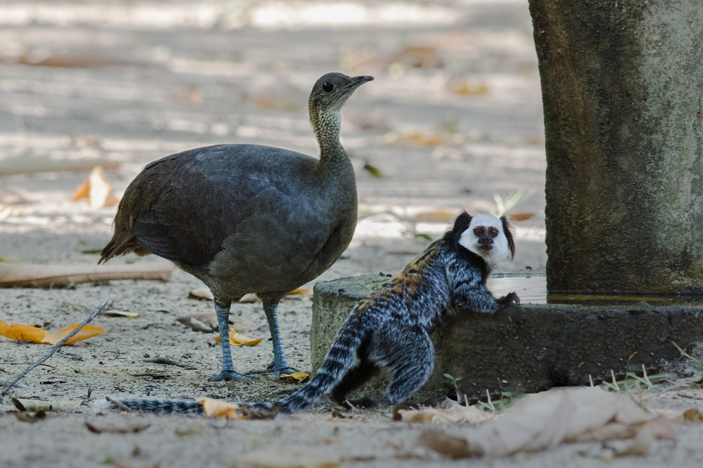 Foto macuco (Tinamus solitarius) Por Guto Balieiro | Wiki Aves - A ...