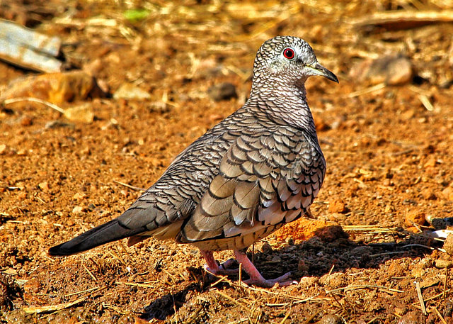 rolinha-fogo-apagou (Columbina squammata) | WikiAves - A Enciclopédia ...