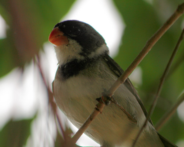 Foto golinho (Sporophila albogularis) Por Ian Toscano | Wiki Aves - A ...