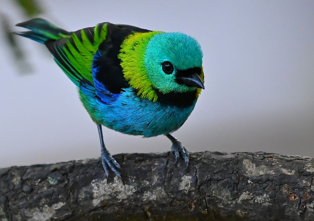 Foto saíra-sete-cores (Tangara seledon) Por Stephen Jones | Wiki Aves ...