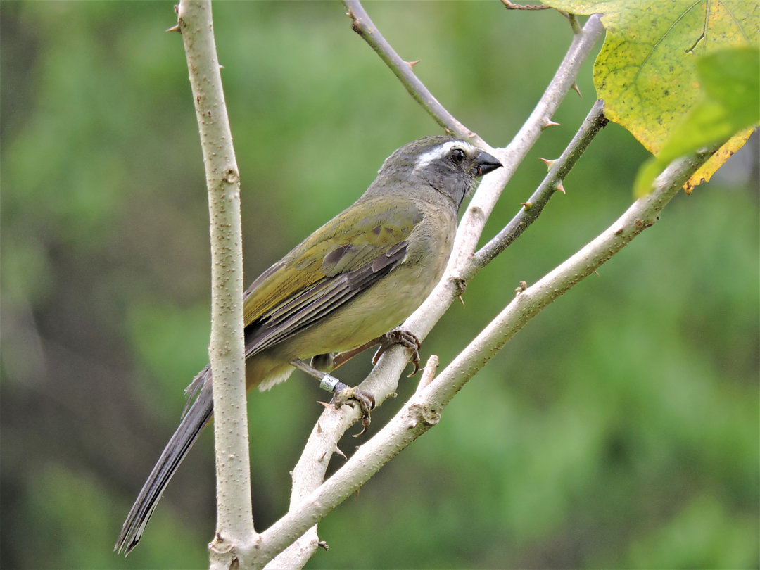 Foto trinca-ferro (Saltator similis) Por Júlio Castellain | Wiki Aves ...