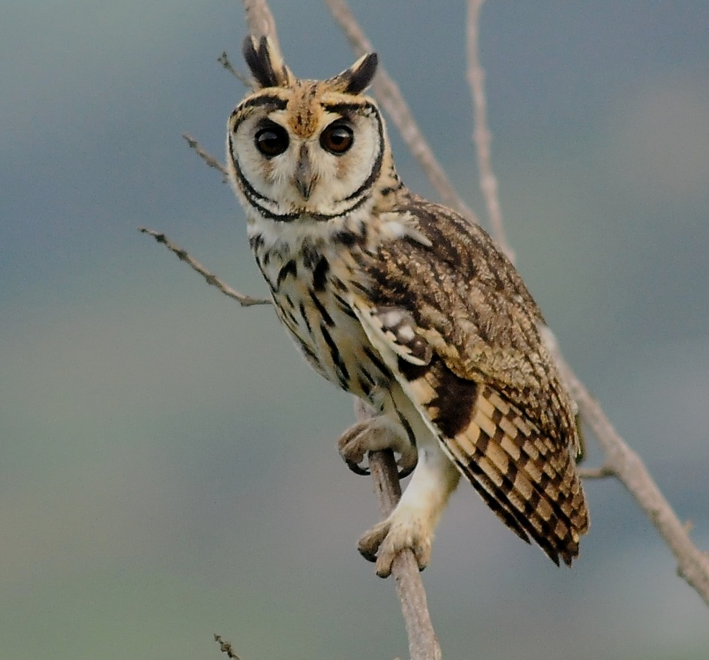Foto coruja-orelhuda (Asio clamator) Por Fabiano Guimarães | Wiki Aves ...