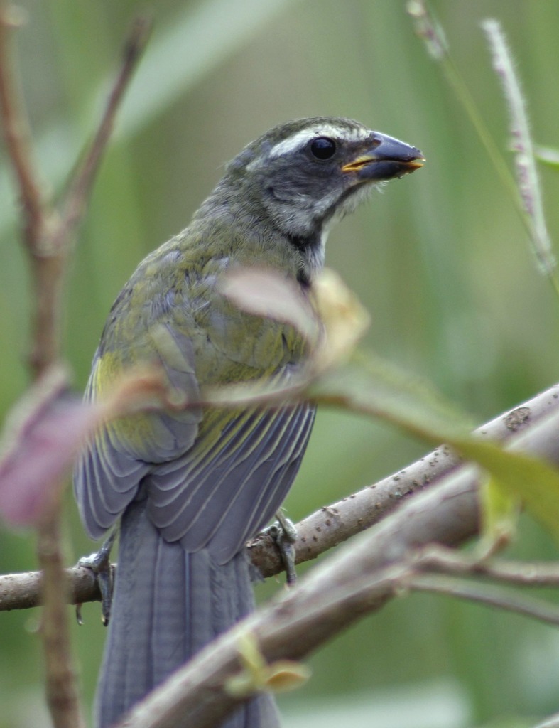 Foto trinca-ferro (Saltator similis) Por Francisco Assis Rodrigues ...