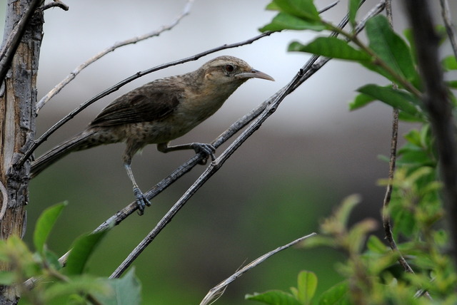 Foto catatau (Campylorhynchus turdinus) Por João Marcelo da Costa ...