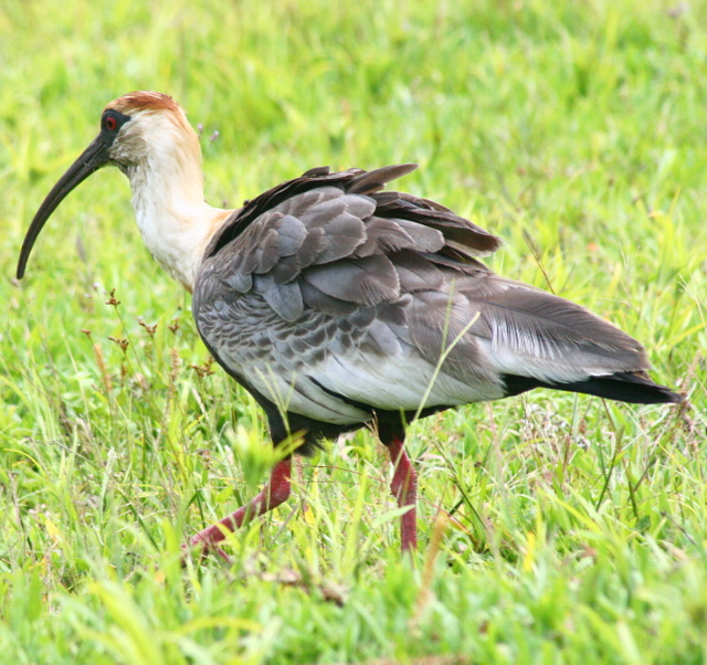 Foto curicaca (Theristicus caudatus) Por Marco Barbosa | Wiki Aves - A ...