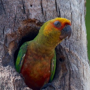 jandaia-de-testa-vermelha (Aratinga auricapillus) | WikiAves - A ...