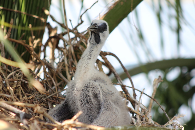 curicaca (Theristicus caudatus) | WikiAves - A Enciclopédia das Aves do ...