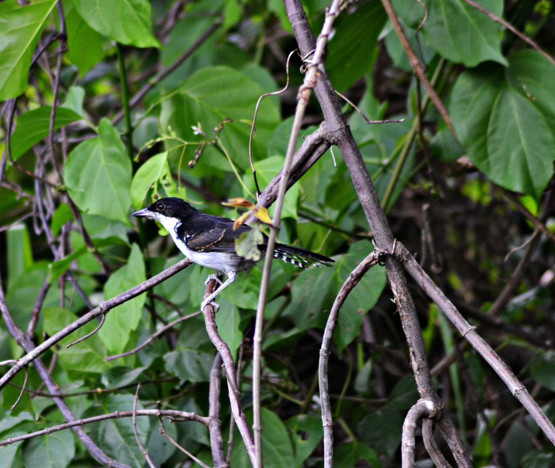 Foto choró-boi (Taraba major) Por Luciano Moura | Wiki Aves - A ...