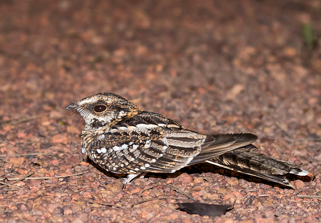 bacurau-de-cauda-branca (Hydropsalis cayennensis) | WikiAves - A ...