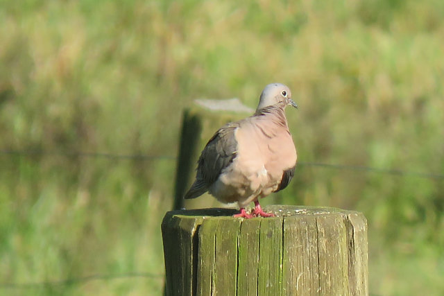 Foto avoante (Zenaida auriculata) Por Luiz Filipe Frosi | Wiki Aves - A ...