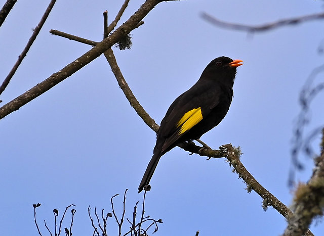 Foto saudade (Lipaugus ater) Por Stephen Jones | Wiki Aves - A ...