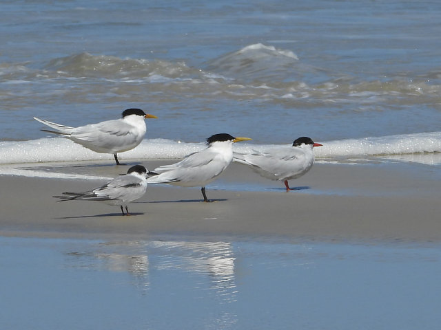 Foto trinta-réis-boreal (Sterna hirundo) Por Elizete Barbosa | Wiki ...